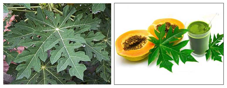 Herbal Medicine for Typhoid Fever - Healing Plants