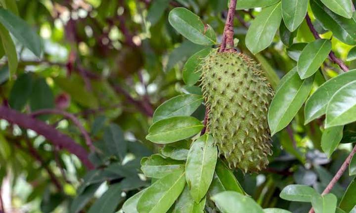 Soursop, the wonder Plant with amazing Health Benefits