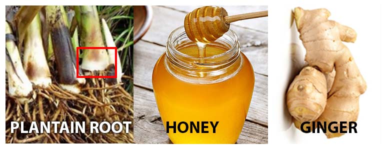 Natural Roots and Herbs for Infection Treatment - Healing Plants